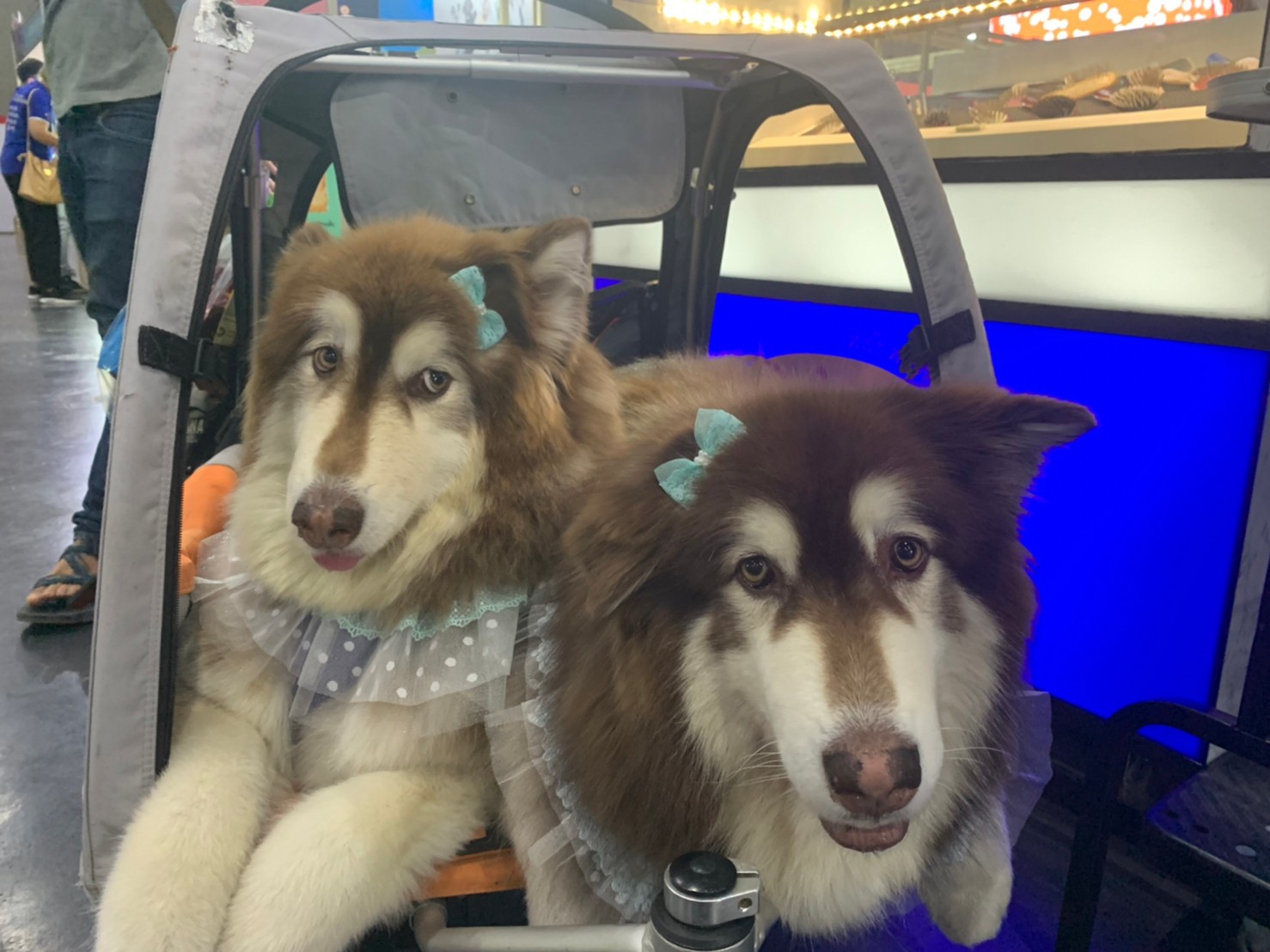 Dogilike พาตะลุย PET EXPO THAILAND 2022 !! ลดจริงทั้งงาน | Dogilike.com